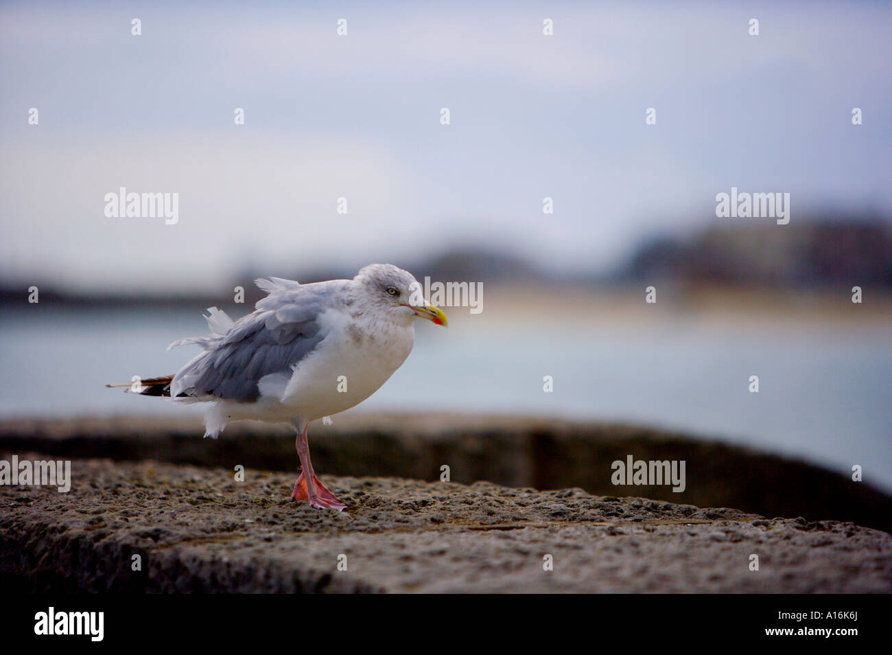 A scruffy seagull Stock Photo - Alamy