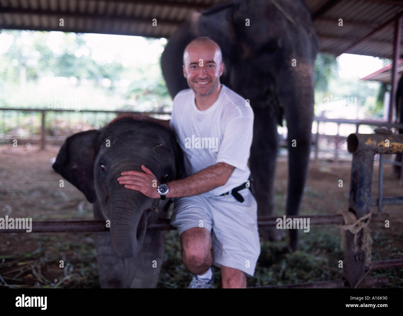 Elephant head only hi-res stock photography and images - Alamy