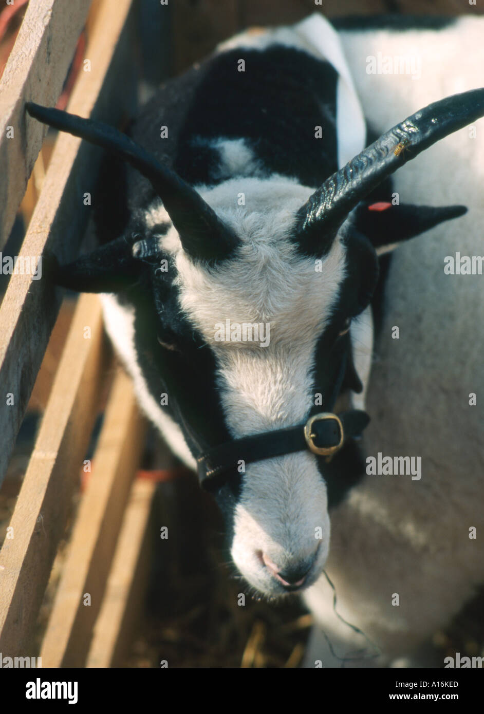 Portrait of Jacob sheep breed Stock Photo - Alamy