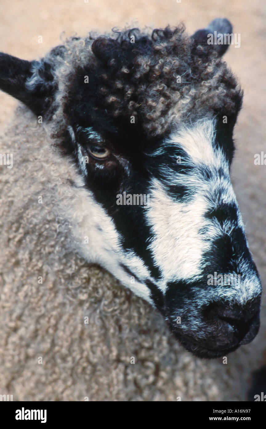 Portrait of North of England Mule sheep breed Stock Photo - Alamy