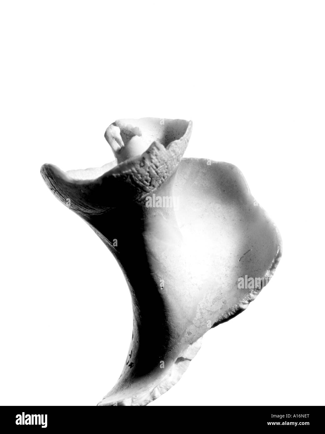 Pretty shell Black and White Stock Photos & Images - Alamy