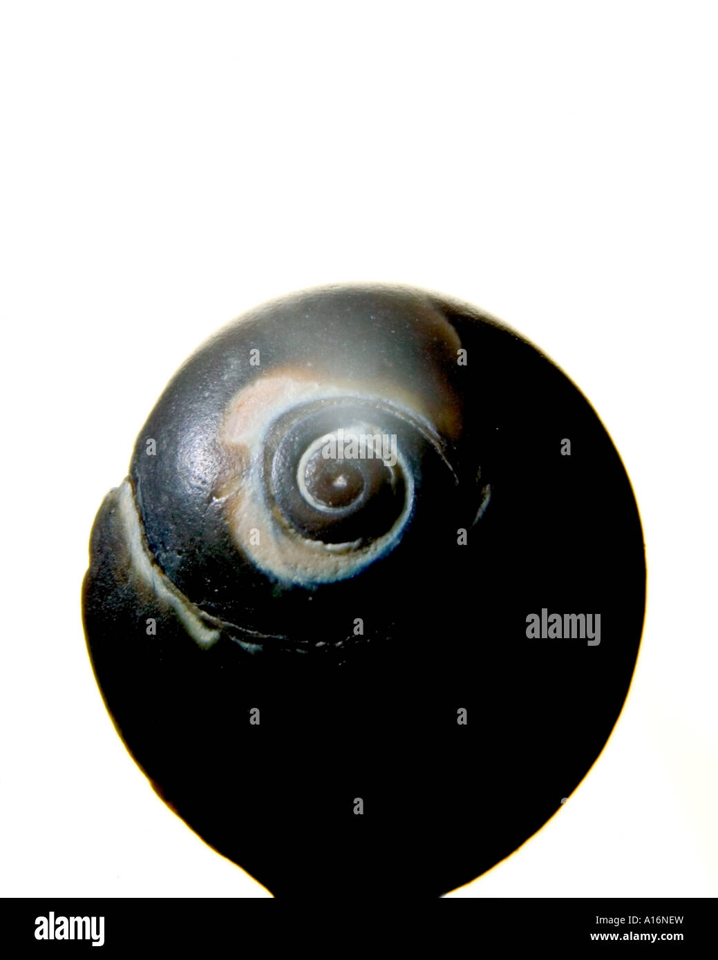 Worn shell hi-res stock photography and images - Alamy