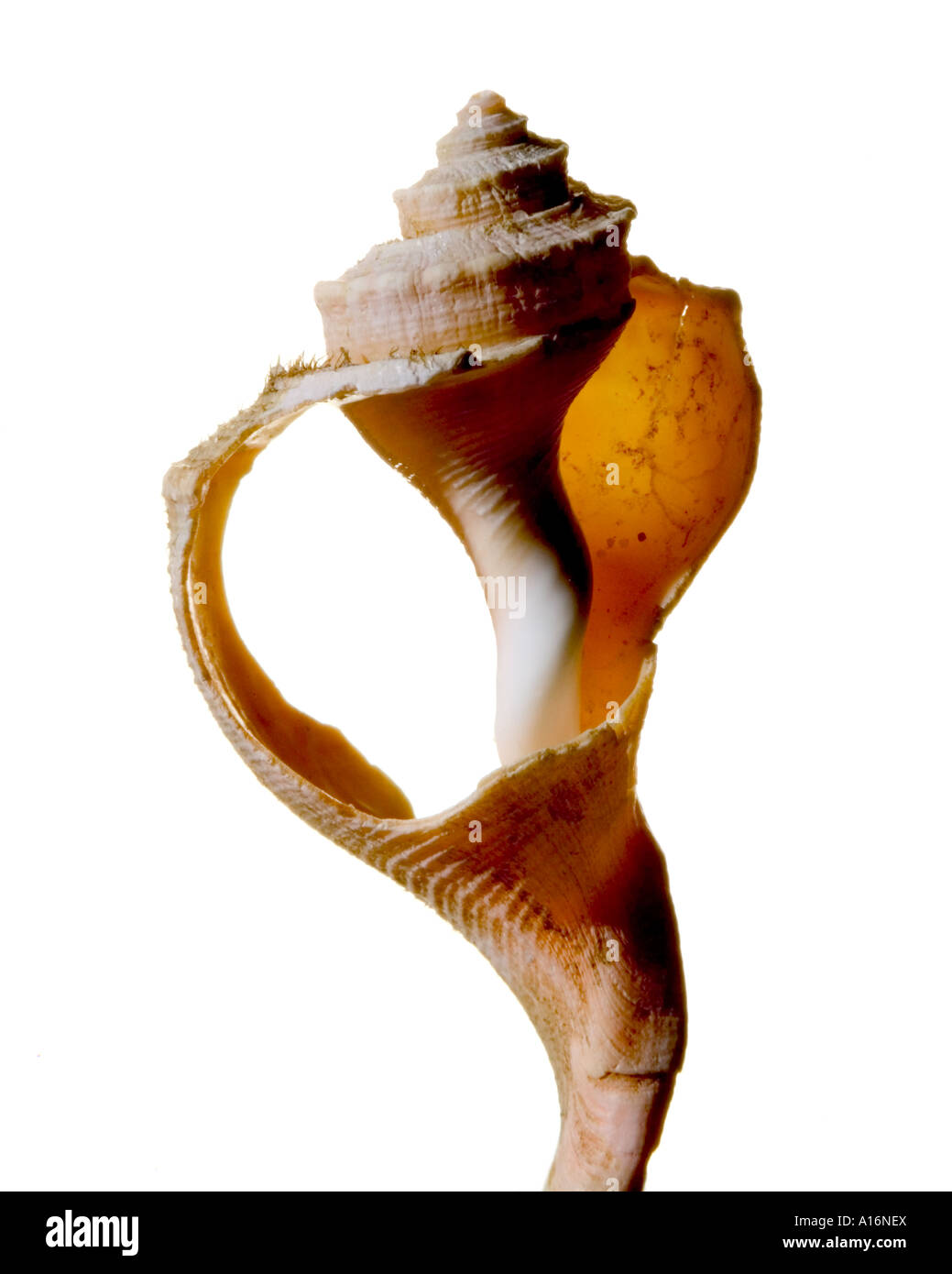 Weathered worn texture Cut Out Stock Images & Pictures - Alamy