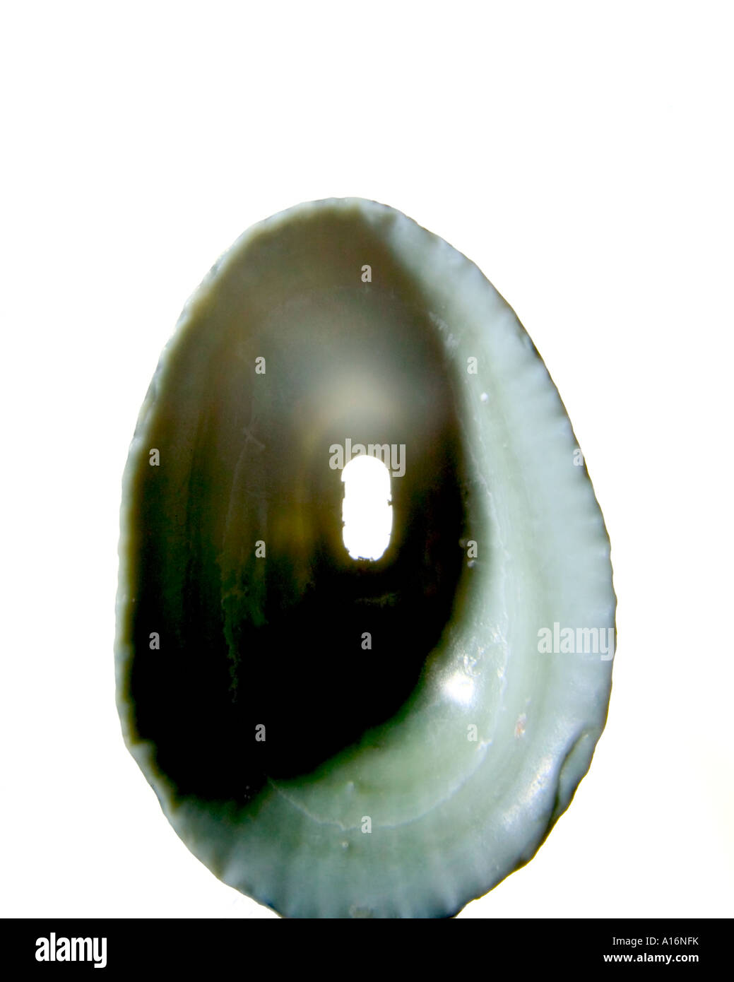 Worn shell hi-res stock photography and images - Alamy