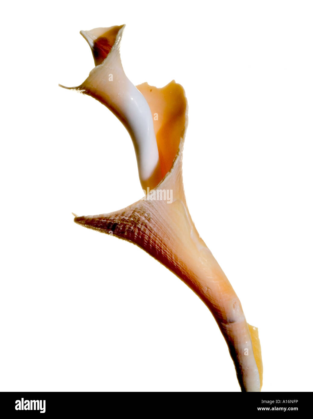 Weathered worn texture Cut Out Stock Images & Pictures - Alamy