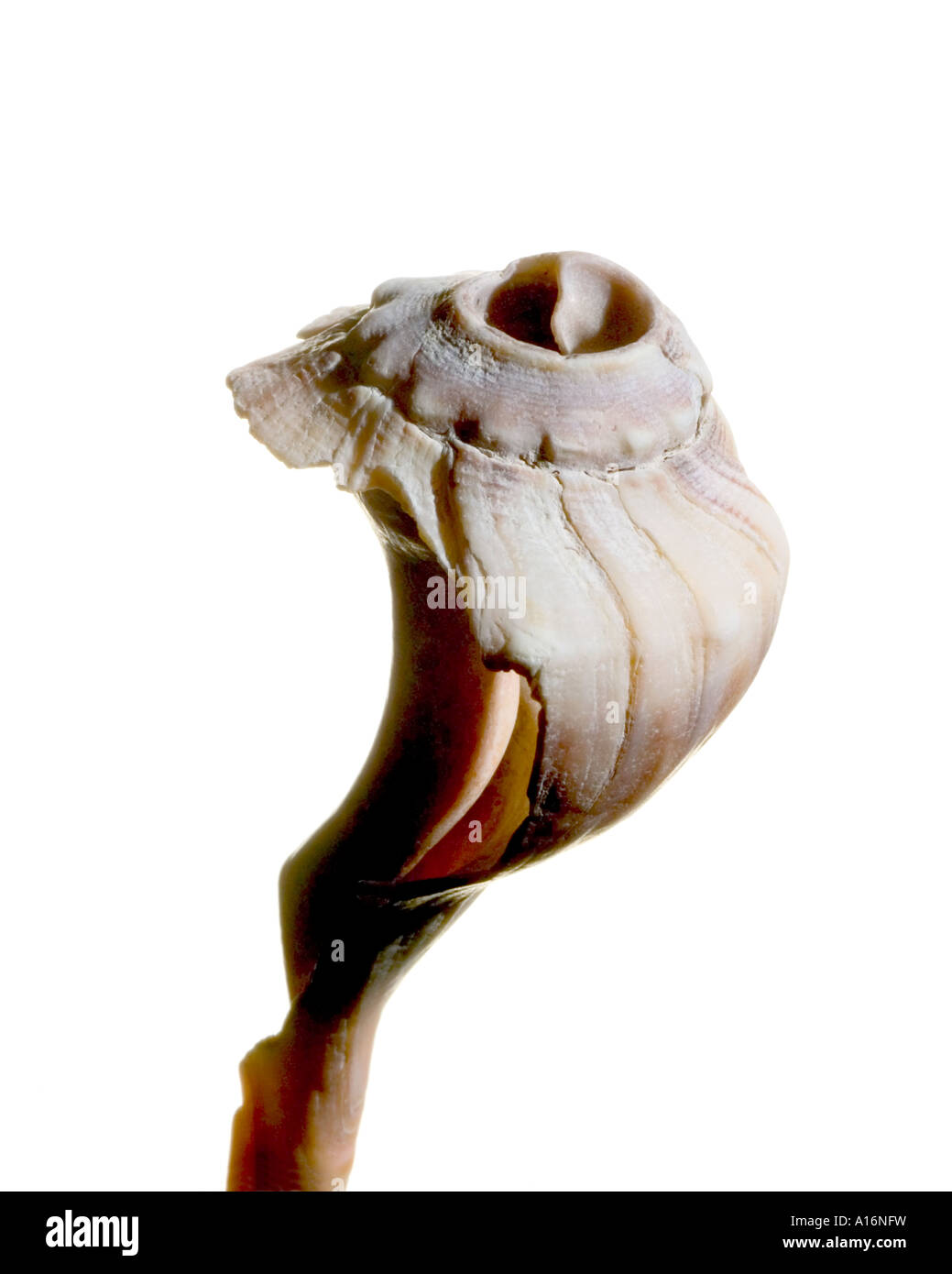 Fossil bay Cut Out Stock Images & Pictures - Alamy