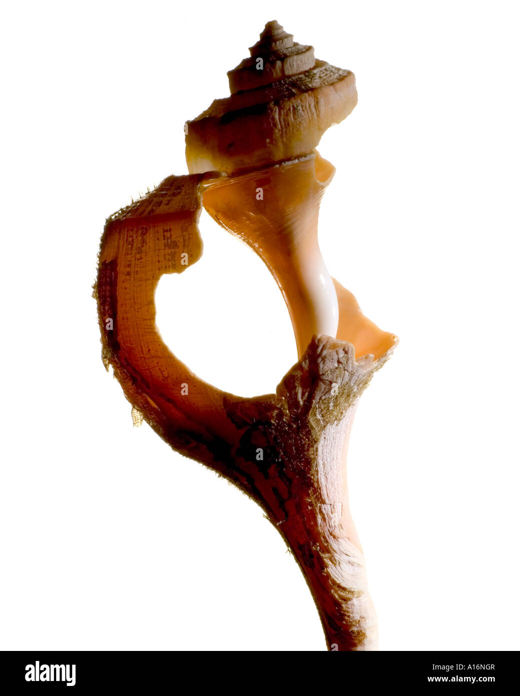 Weathered worn texture Cut Out Stock Images & Pictures - Alamy