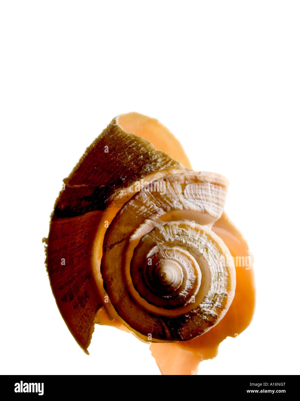 Weathered worn texture Cut Out Stock Images & Pictures - Alamy