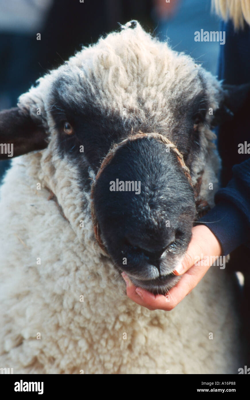 Portrait of a Hampshire Down sheep breed Stock Photo - Alamy