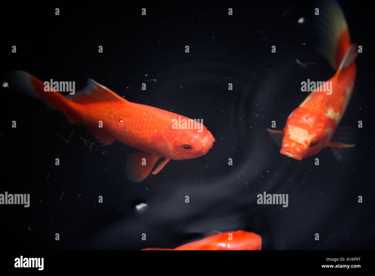 Coi fish hi-res stock photography and images - Alamy