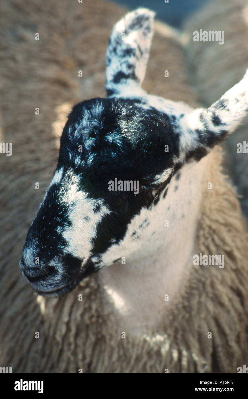 Portrait of Scotch Mule sheep breed Stock Photo - Alamy