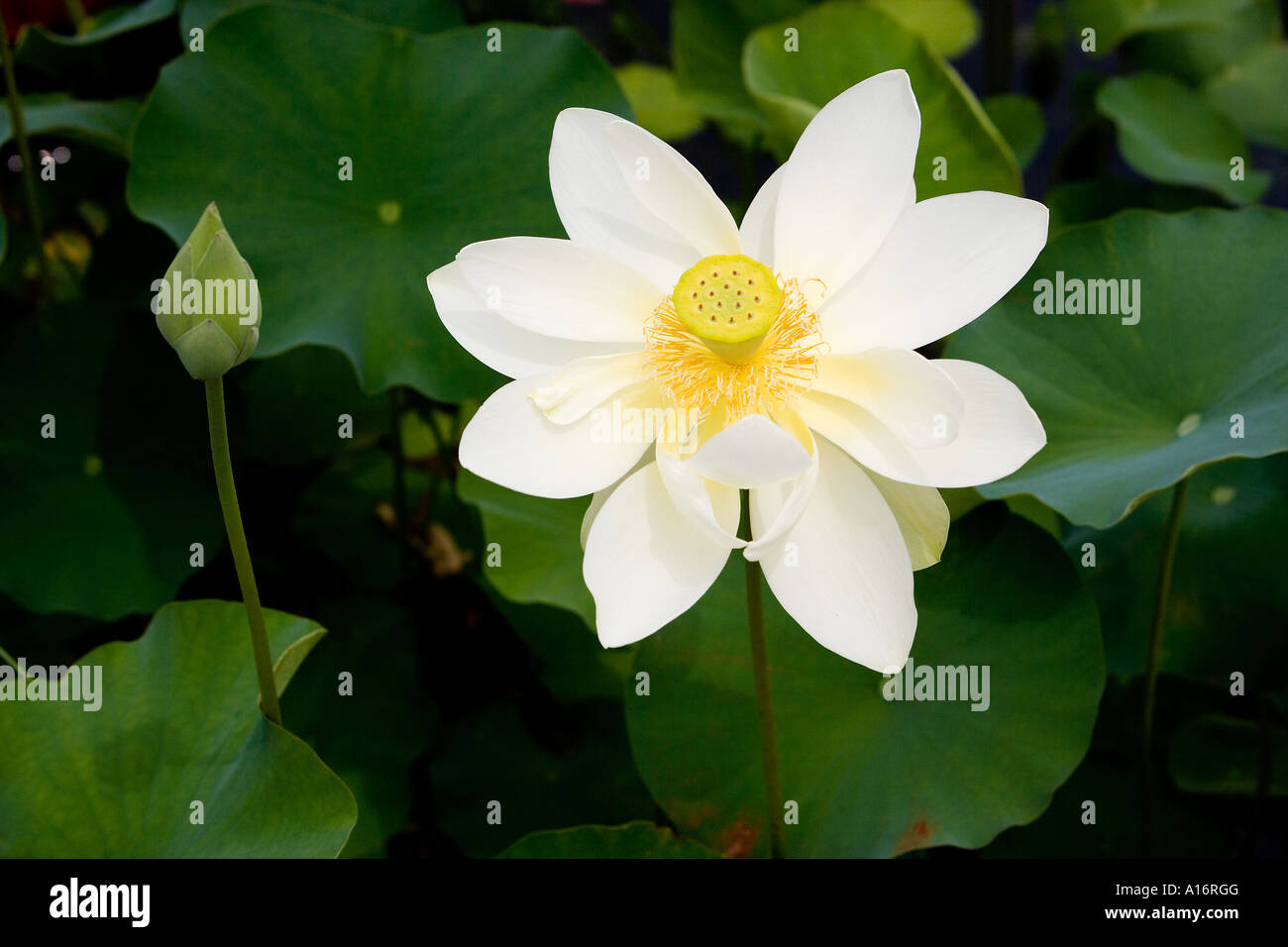 Lotus Flower High Resolution Stock Photography and Images - Alamy
