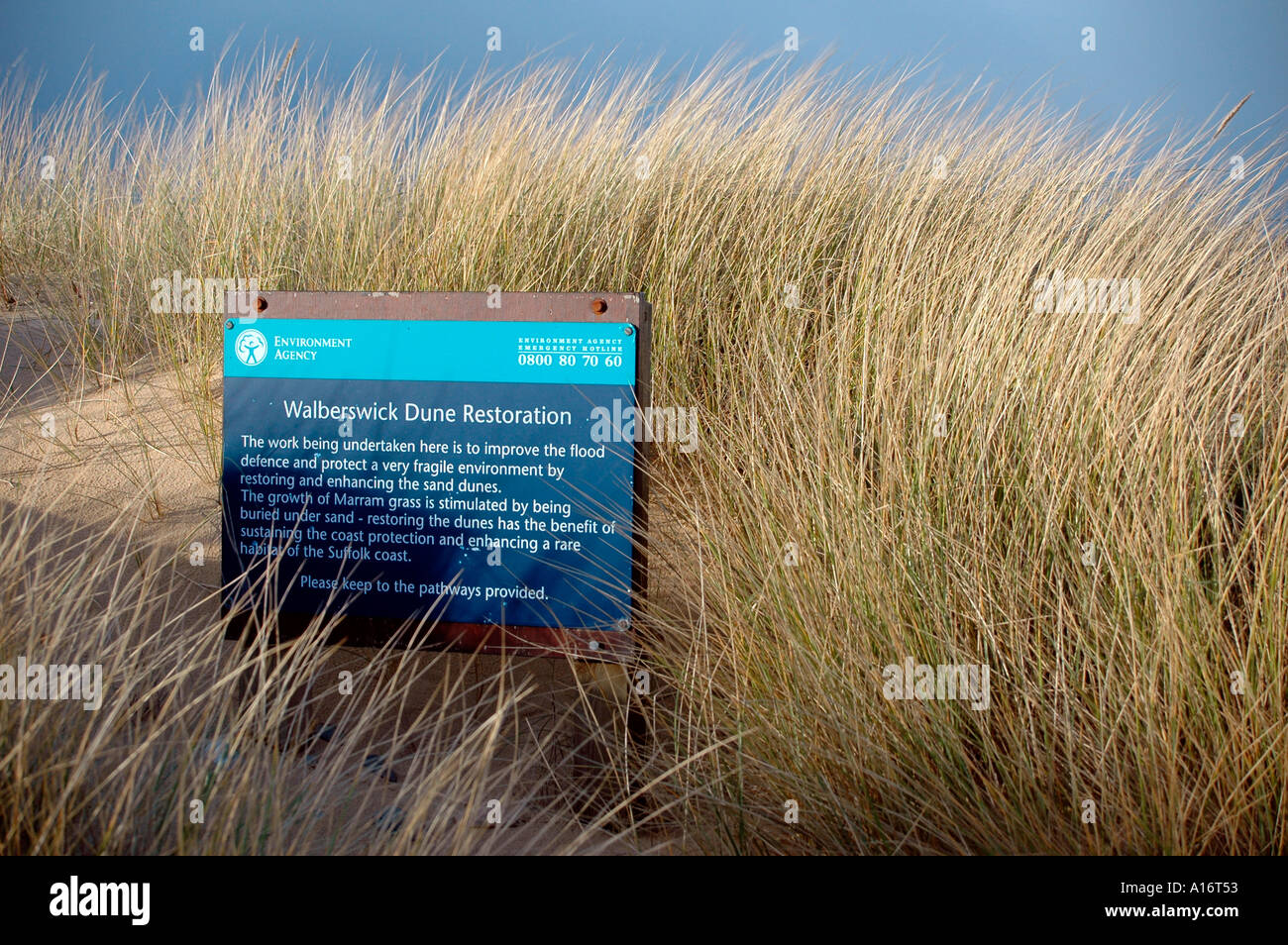 Dune restoration information sign Walberswick Suffolk Stock Photo - Alamy