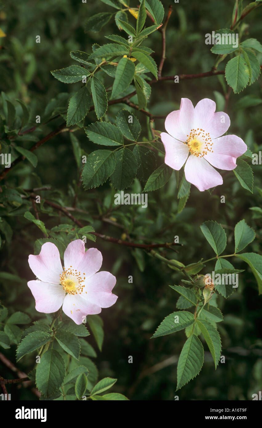 Dog rose flowers Stock Photo - Alamy