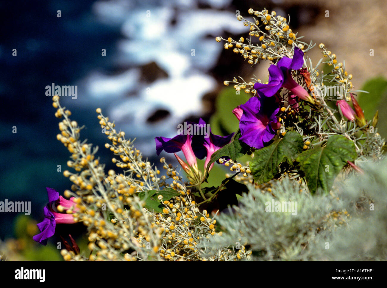 Bella Flower Flowers Islet Isola Bella Isola Italian Rocks Scenic Sea ...