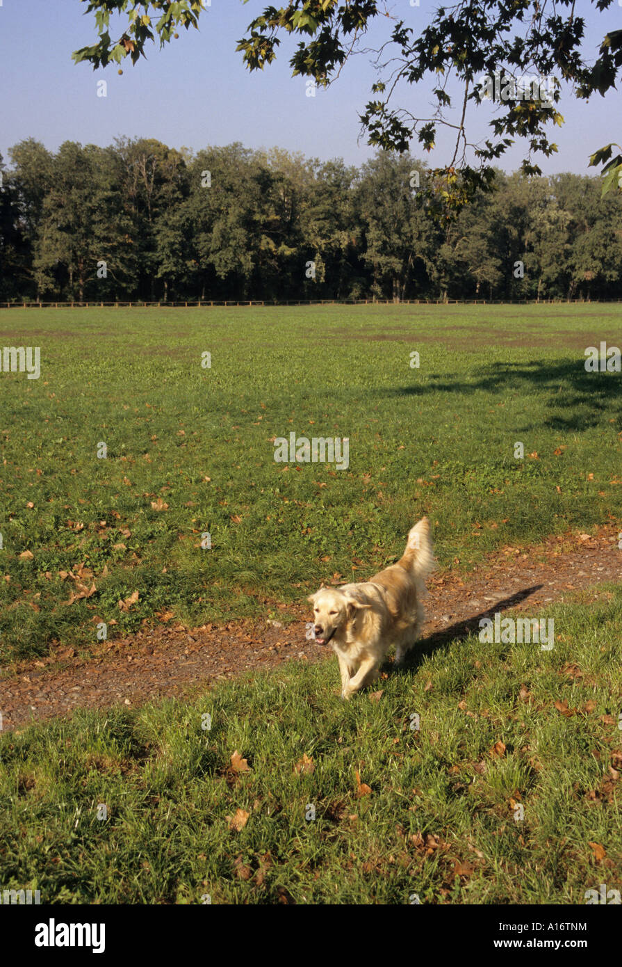 dog running in the park Stock Photo - Alamy