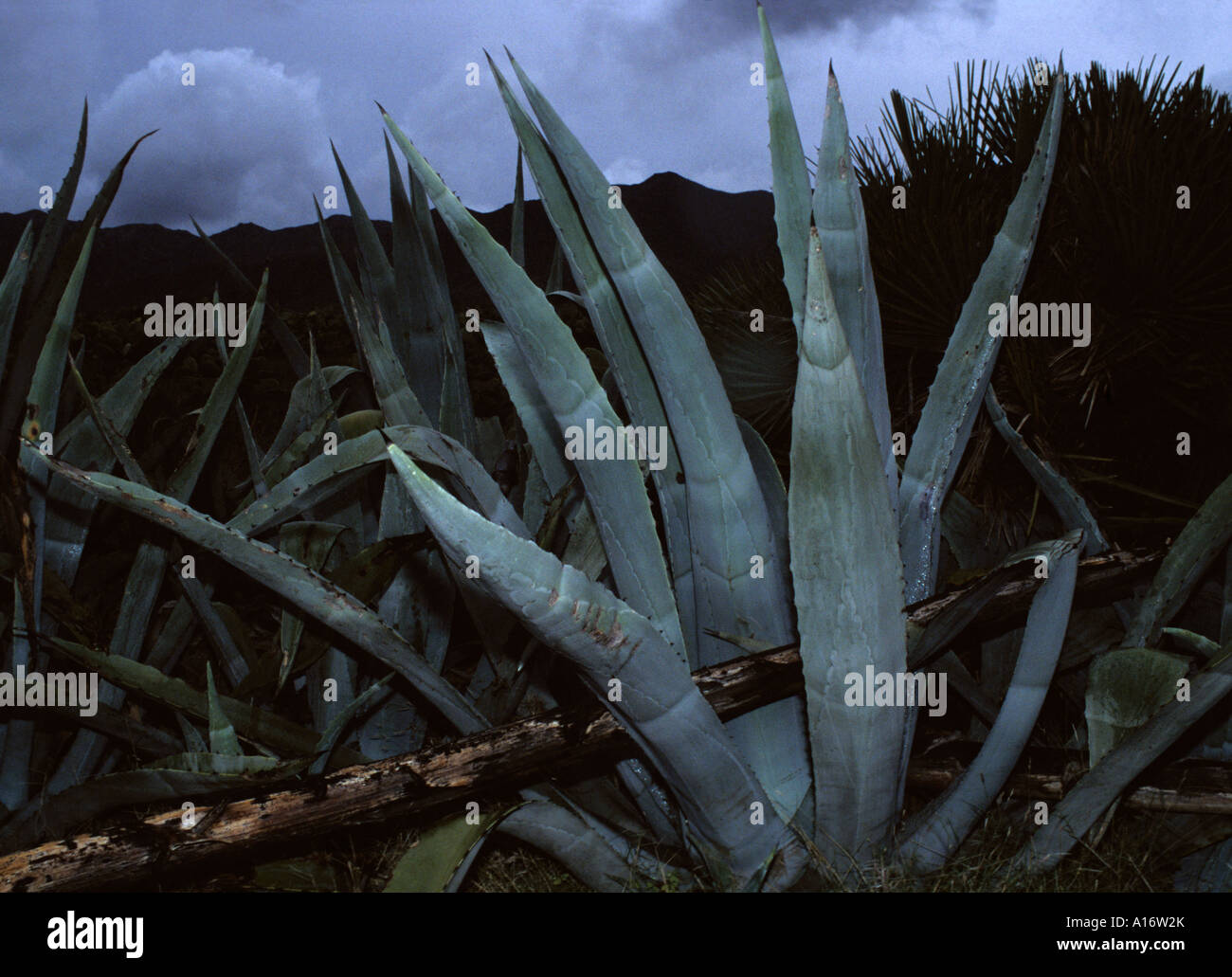 agave in the darkness Baja California Mexico Stock Photo - Alamy