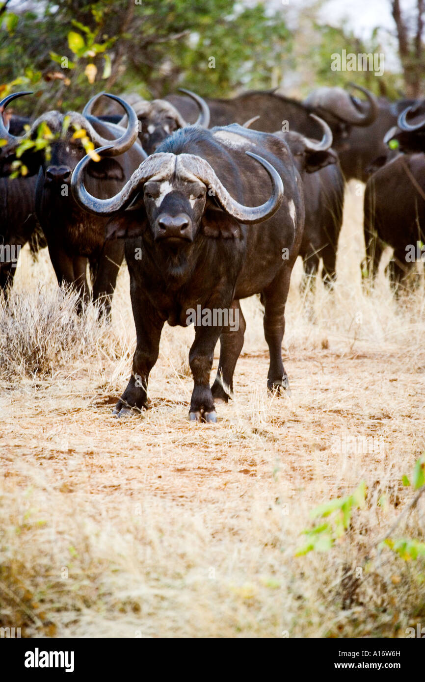 Buffalo poaching hi-res stock photography and images - Alamy
