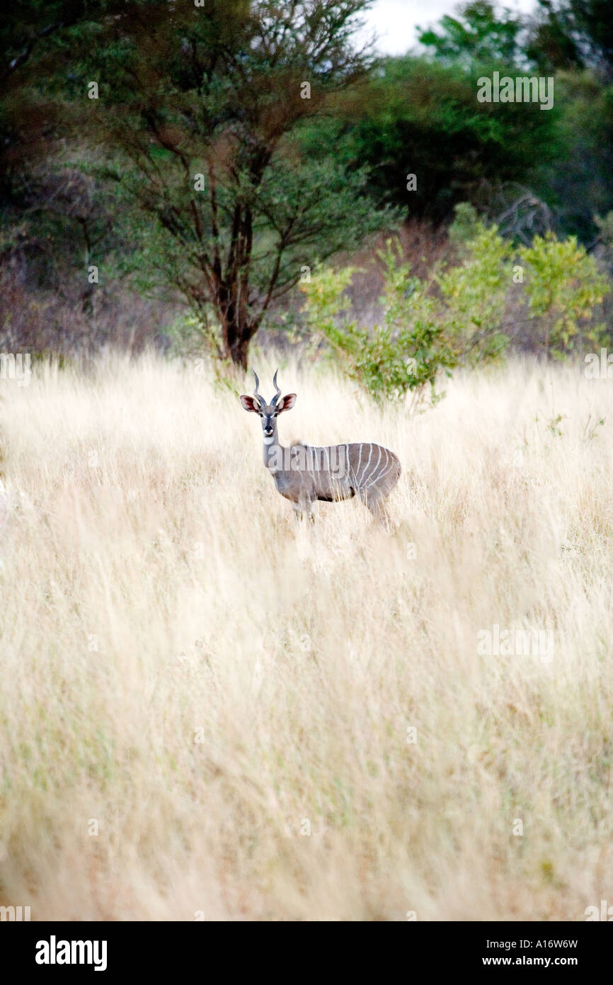 Kudu outdoors travel holiday outdoor tour meru national park hi-res ...