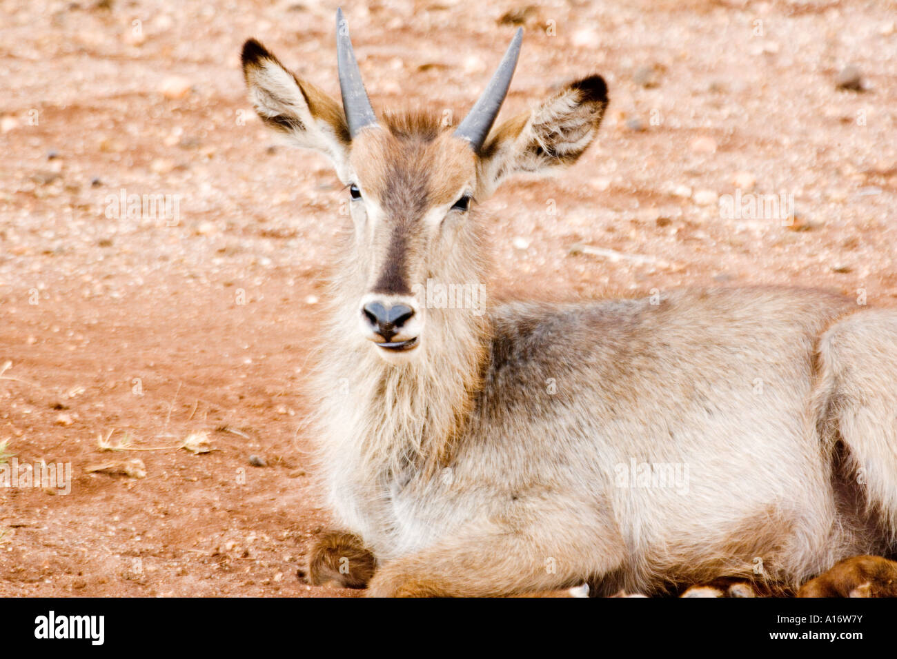 National park outdoors travel holiday outdoor tour meru national park ...