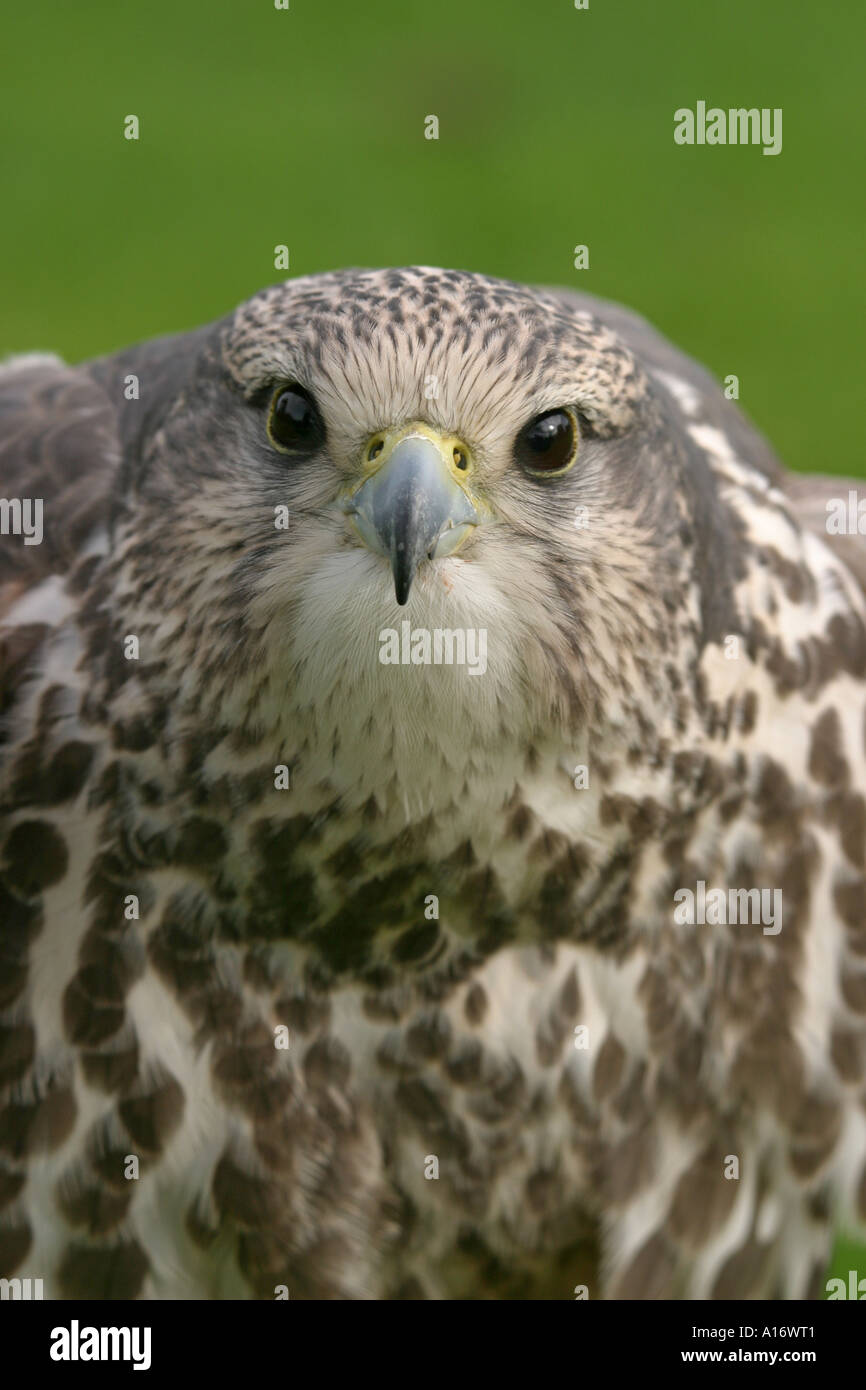 Saker hi-res stock photography and images - Alamy