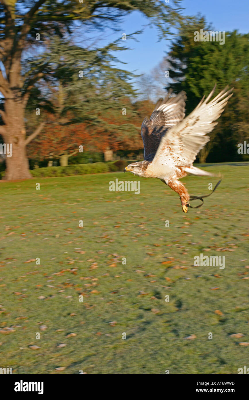 Training flight in england hi-res stock photography and images - Alamy