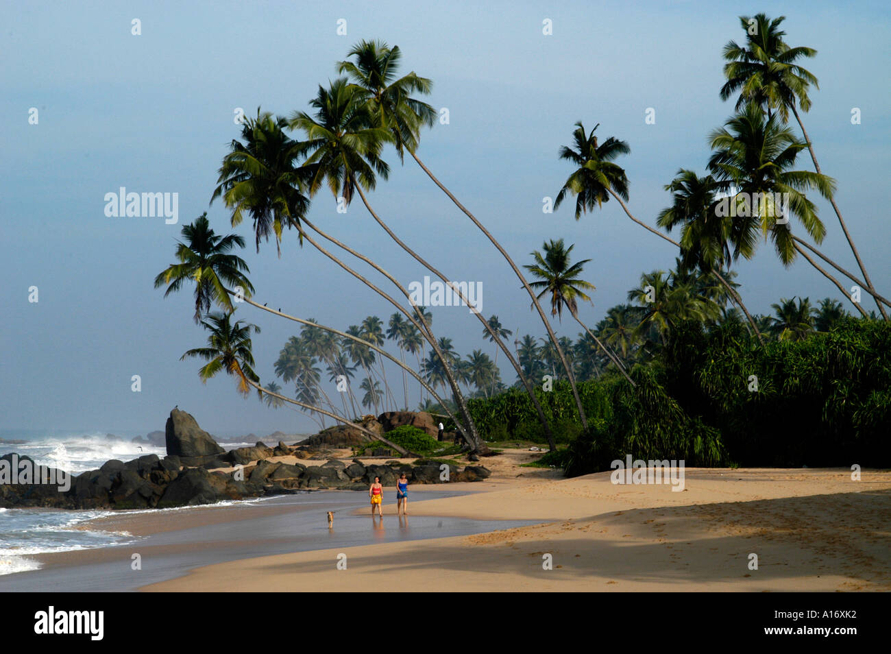 Sri Lanka Tangalla Beach tree palm sea sand blue Stock Photo - Alamy