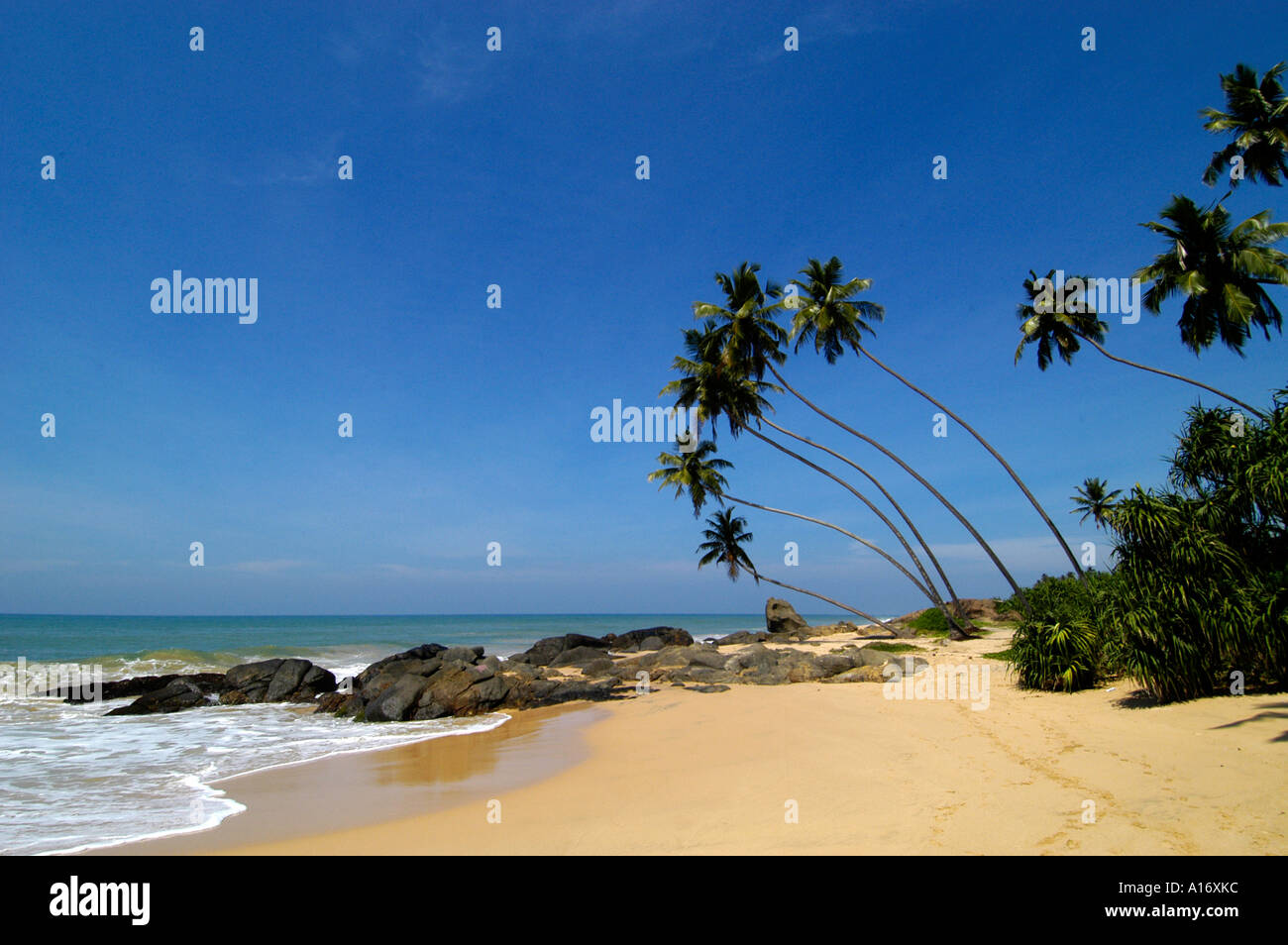 Sri Lanka Tangalla Beach tree palm sea sand blue Stock Photo - Alamy