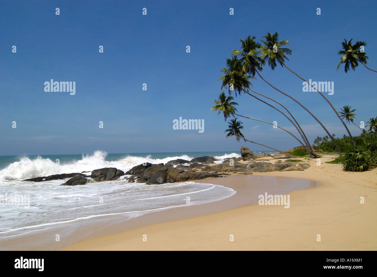 Sri Lanka Tangalla Beach tree palm sea sand blue Stock Photo - Alamy