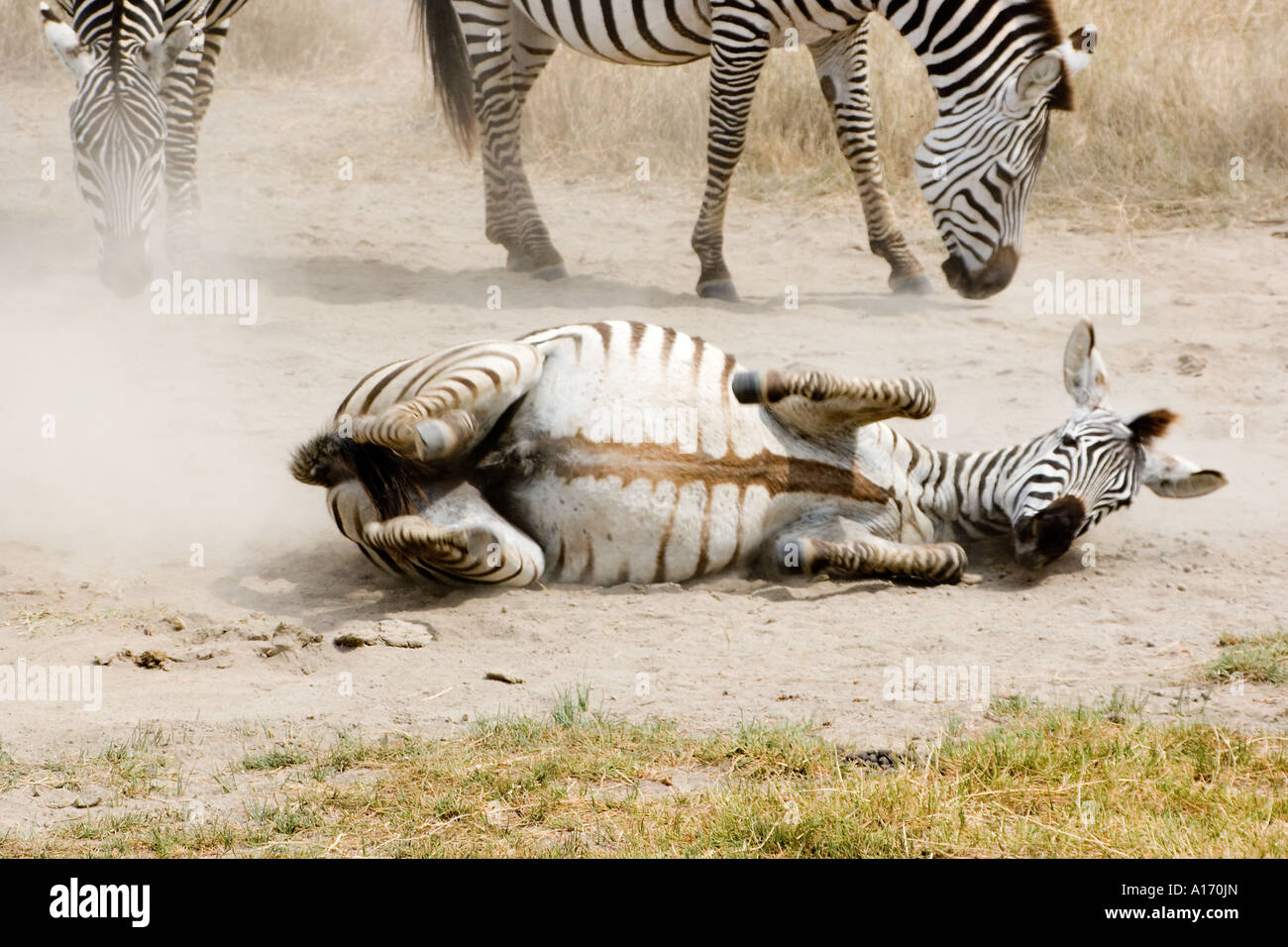 Zebra playing hi-res stock photography and images - Alamy
