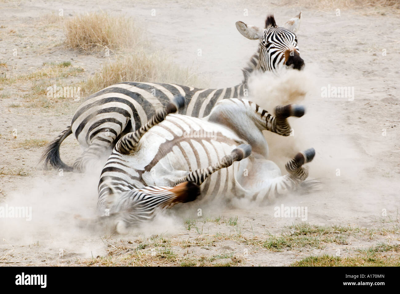 Zebra playing hi-res stock photography and images - Alamy