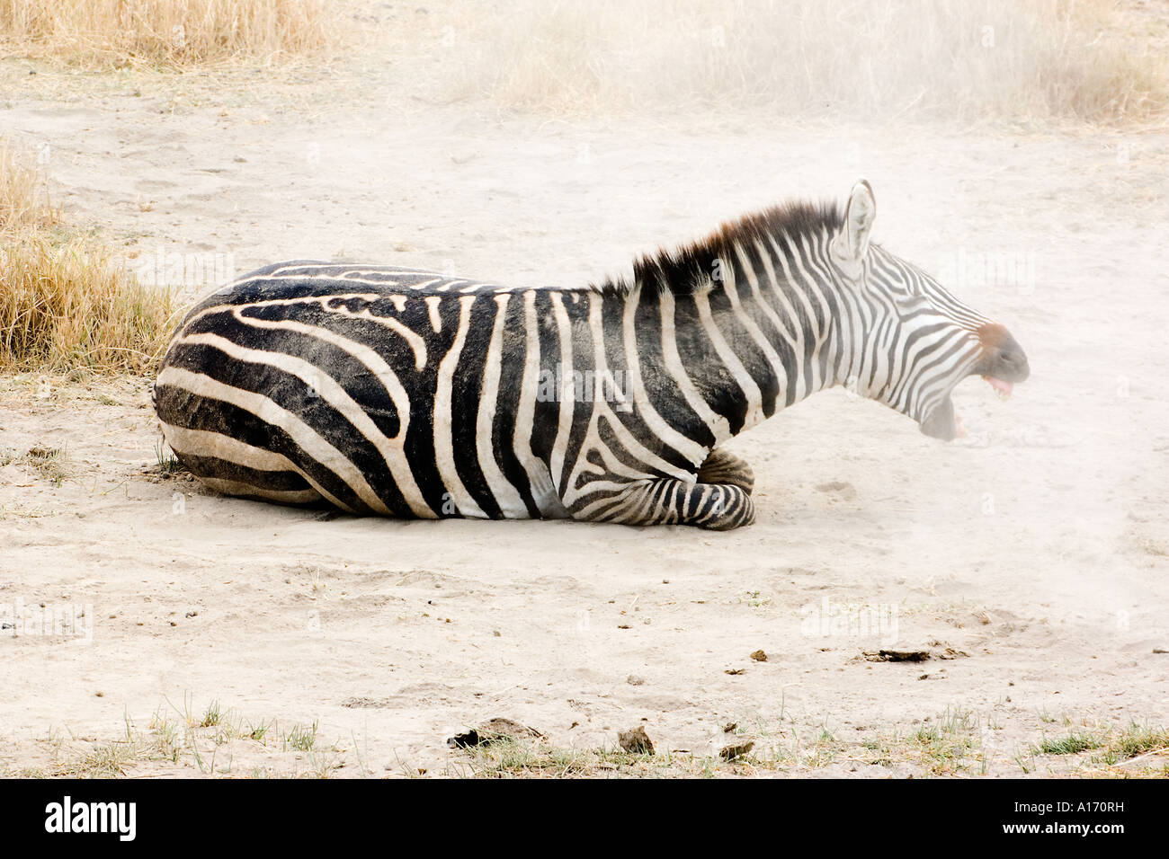 Zebra playing hi-res stock photography and images - Alamy