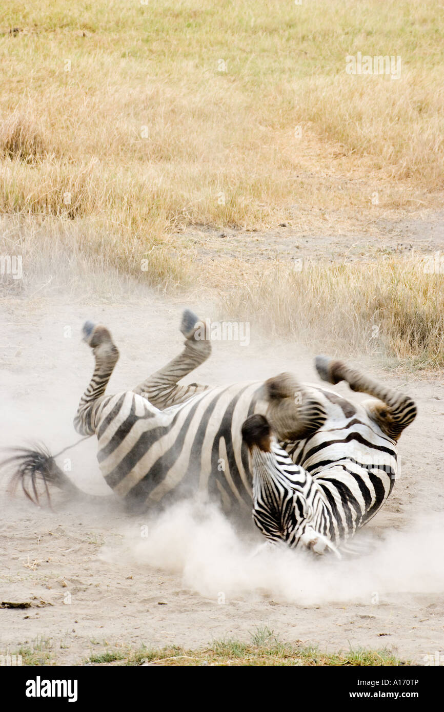 Zebra playing hi-res stock photography and images - Alamy
