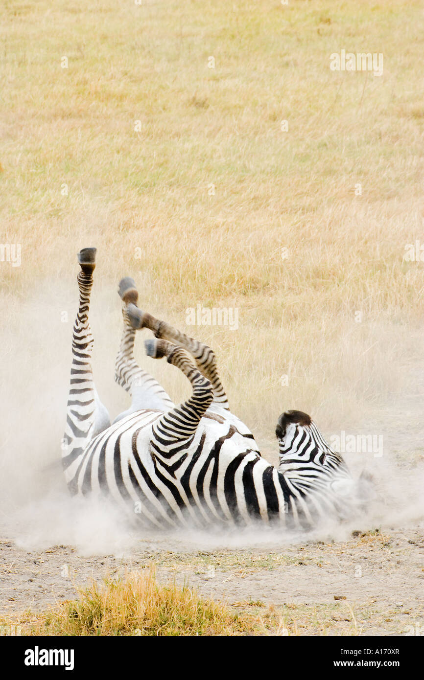 Zebra playing hi-res stock photography and images - Alamy