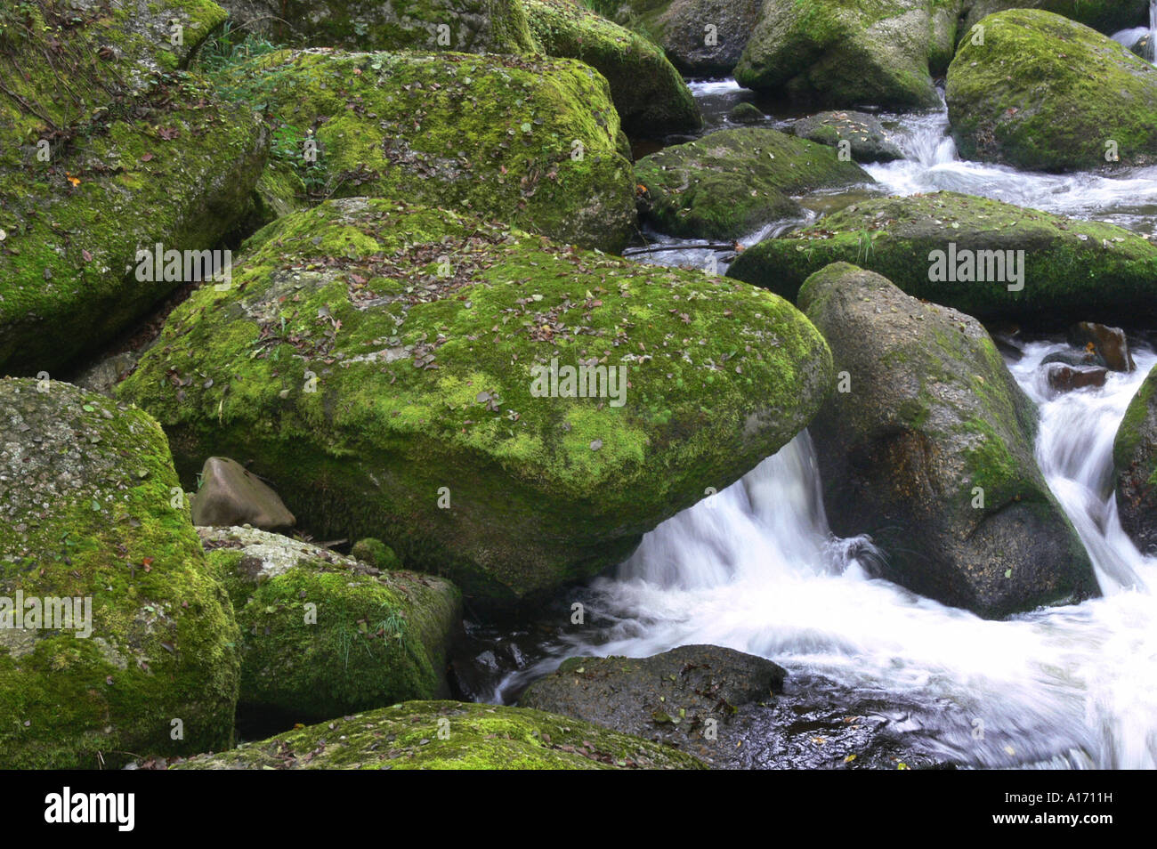 Brook with flowing water and stones Stock Photo - Alamy