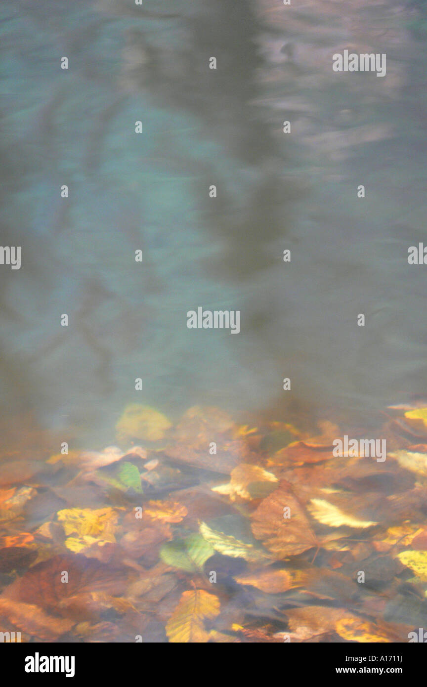 Dropped autumn leaves in a brook Stock Photo - Alamy
