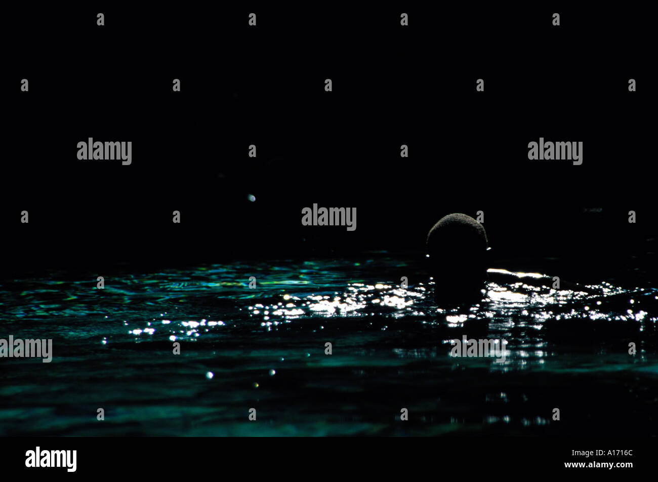 Shadow in the river Stock Photo - Alamy