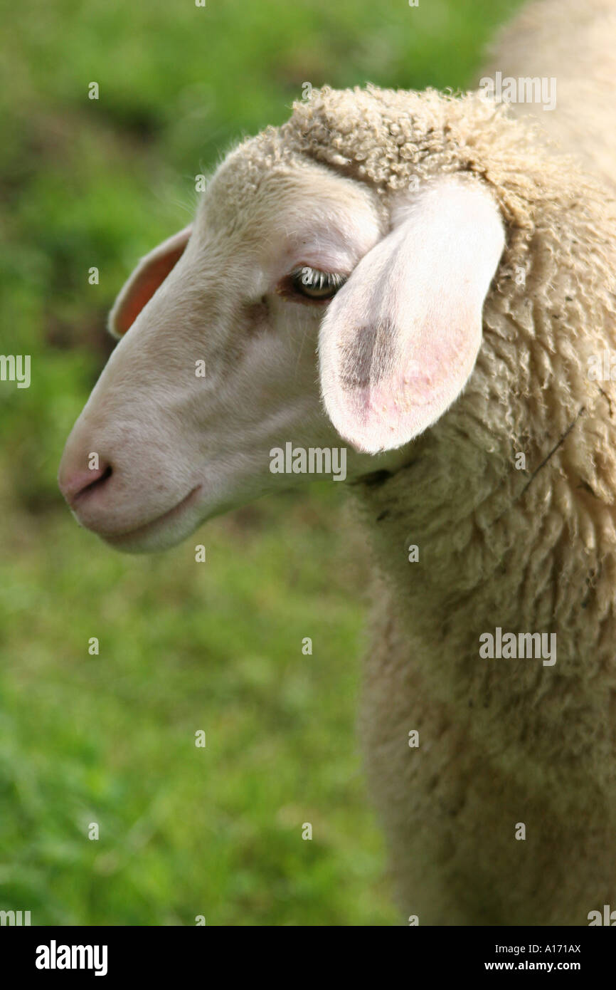 Peasants heads hi-res stock photography and images - Alamy