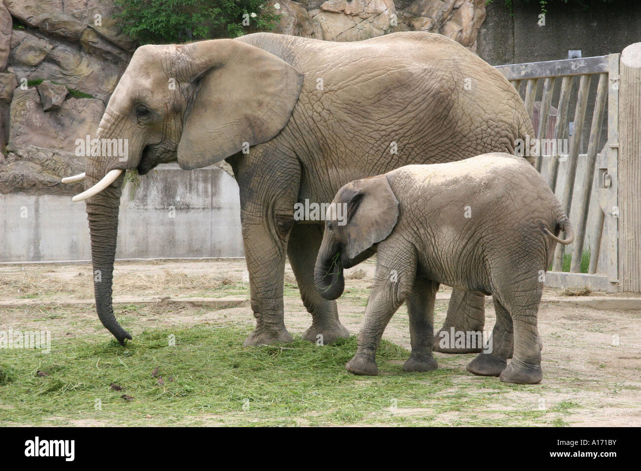 Elephant in the zoo Stock Photo - Alamy
