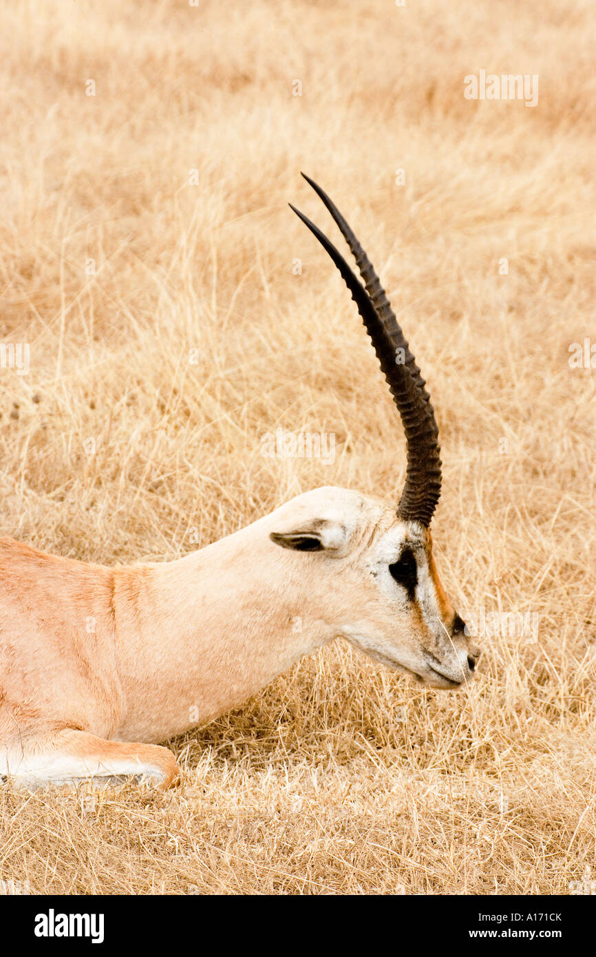 Roberts gazelle hi-res stock photography and images - Alamy