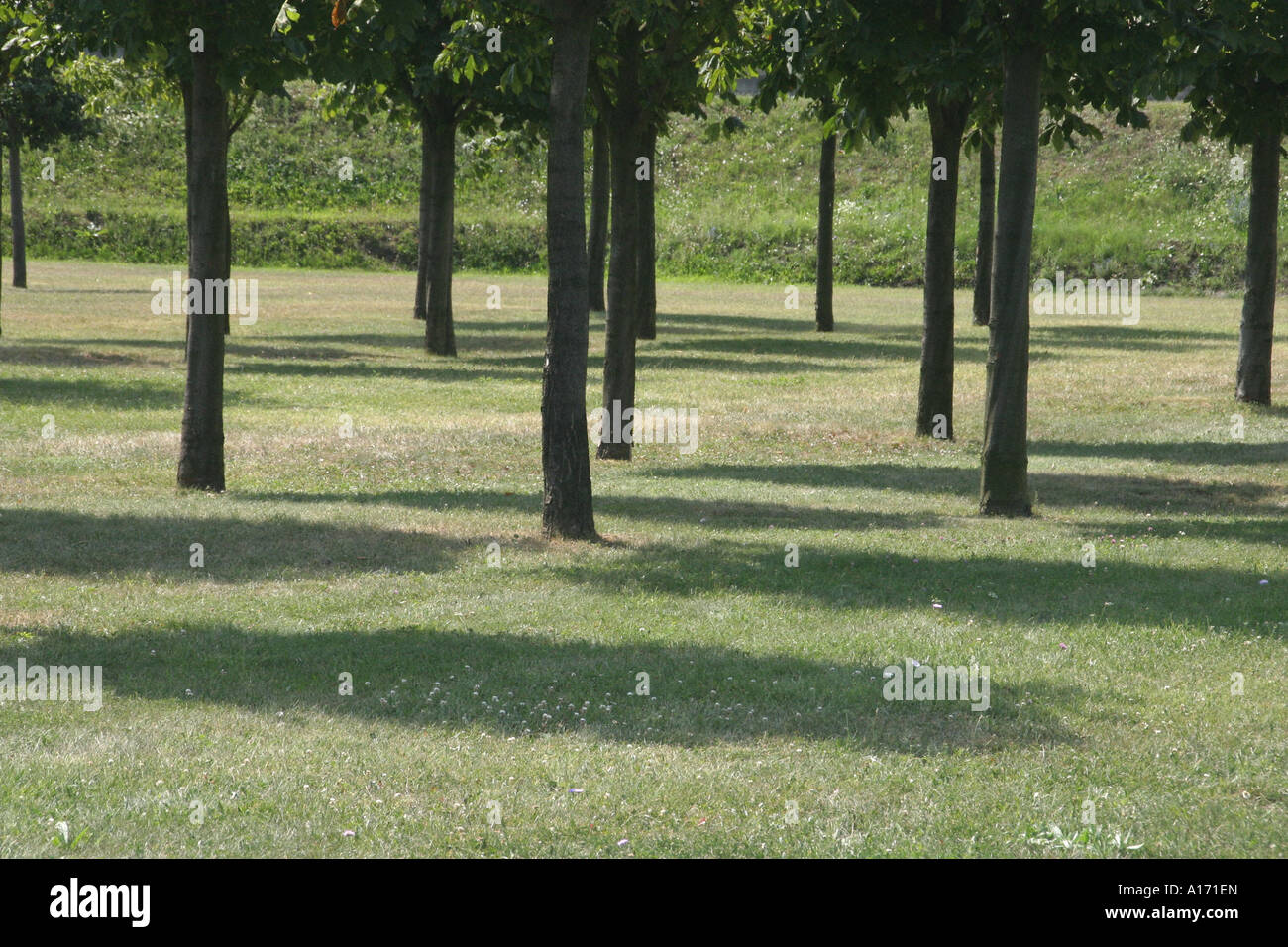 Trees with shade Stock Photo - Alamy