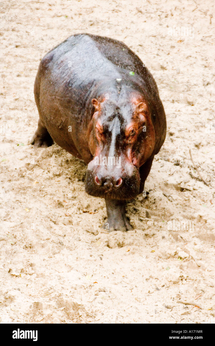 Hippo standing in water hi-res stock photography and images - Alamy