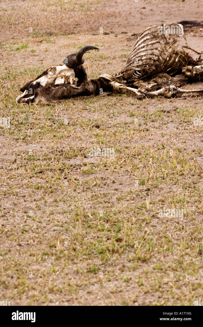 Dead wildebeast hi-res stock photography and images - Alamy