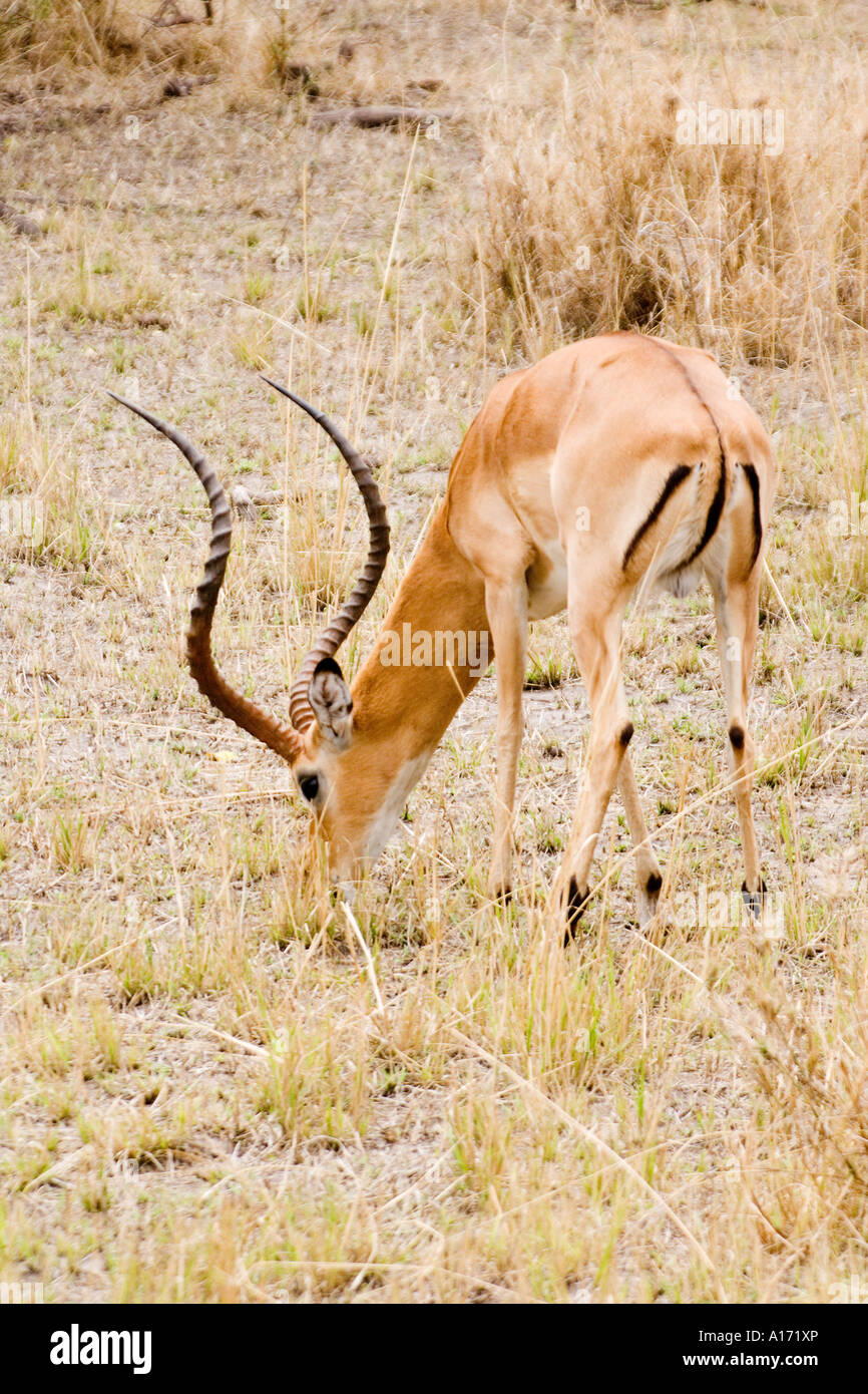 Gazelle mating hi-res stock photography and images - Alamy