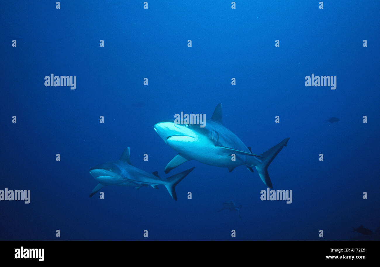 Blacktail reef shark carcharhinus wheeleri hi-res stock photography and ...