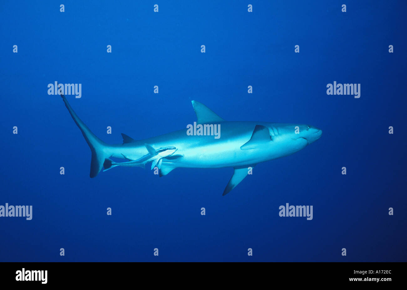 Grey Reef Sharks Carcharhinus amblyrhynchos sometimes called Shortnose ...