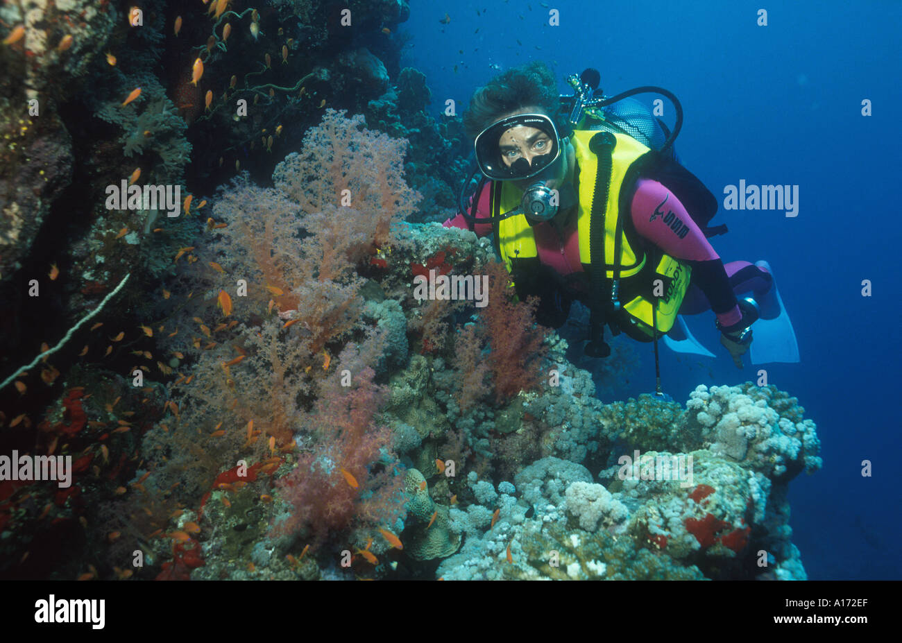 Babs Jackson diving on the west face of Sanganeb Reef Sudanese Red Sea ...
