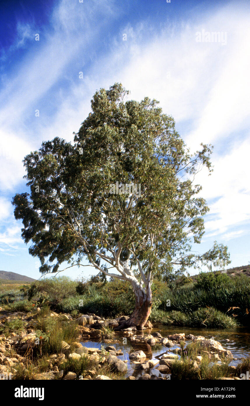 South Africa African Karoo Karo Stock Photo - Alamy