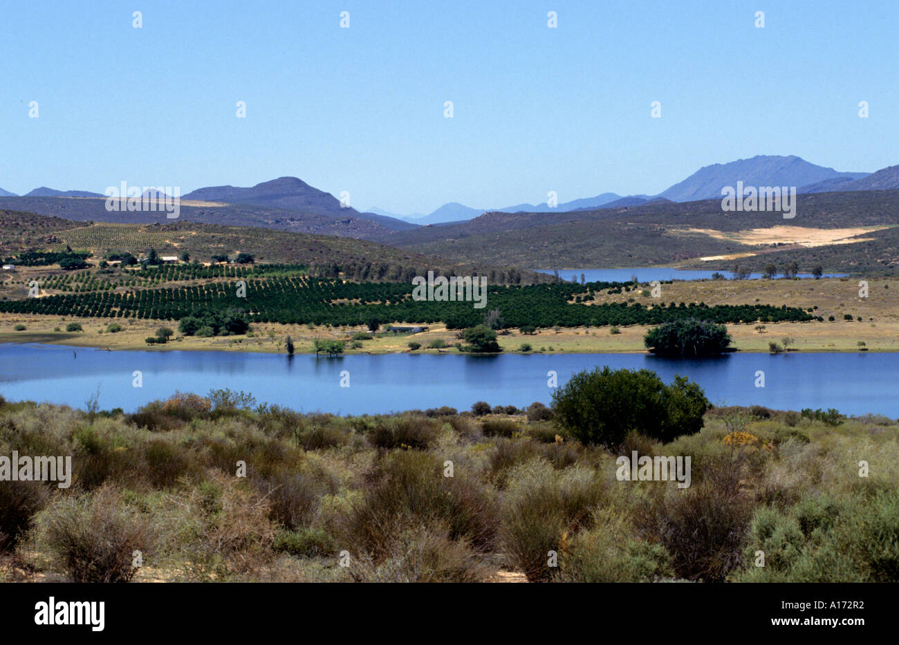 Karoo Desert Elephants river South Africa African Stock Photo - Alamy