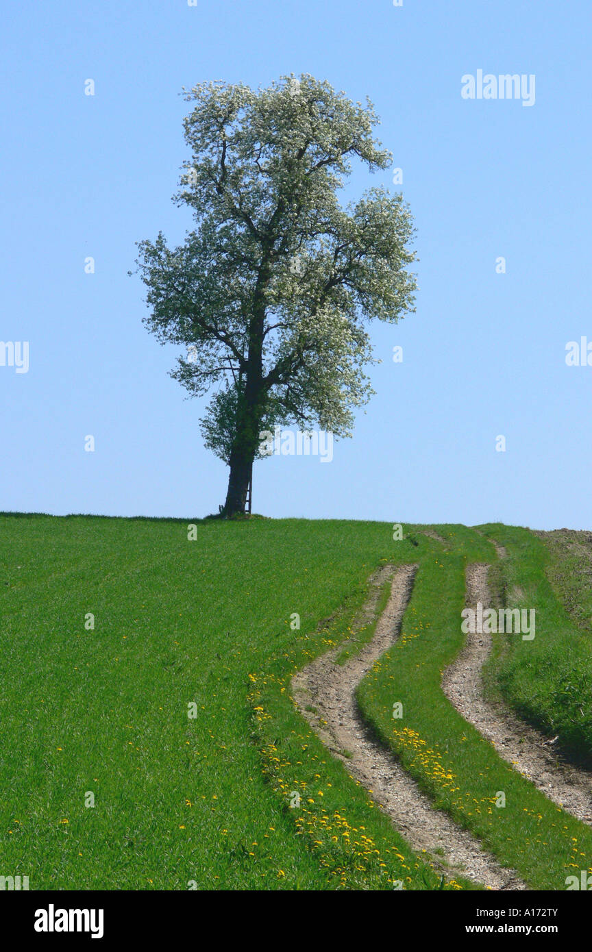 fruit tree and cartway Stock Photo - Alamy